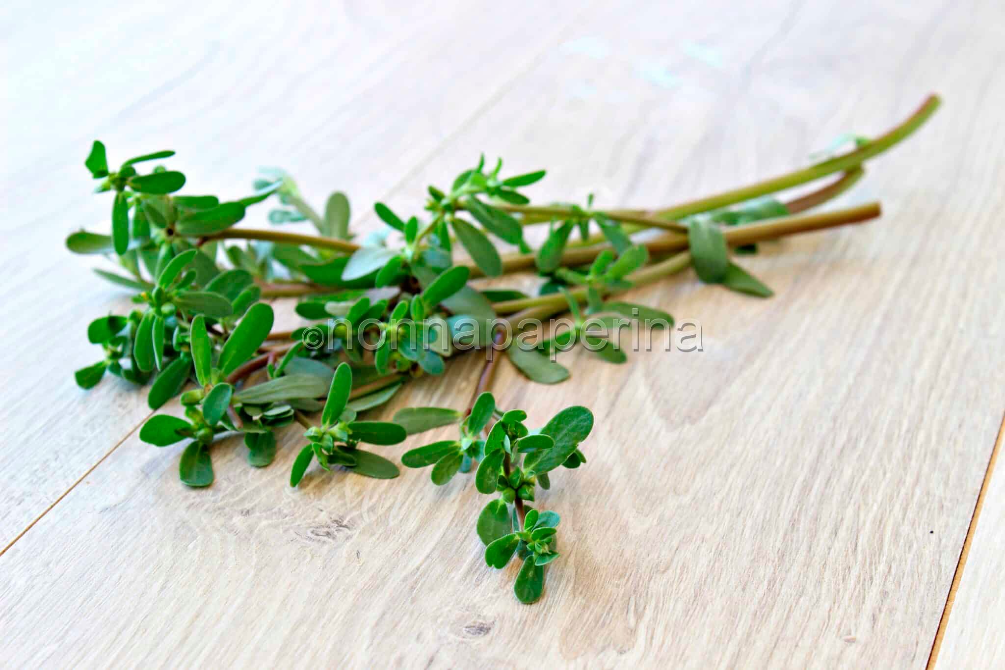 La portulaca, una pianta commestibile e benefica