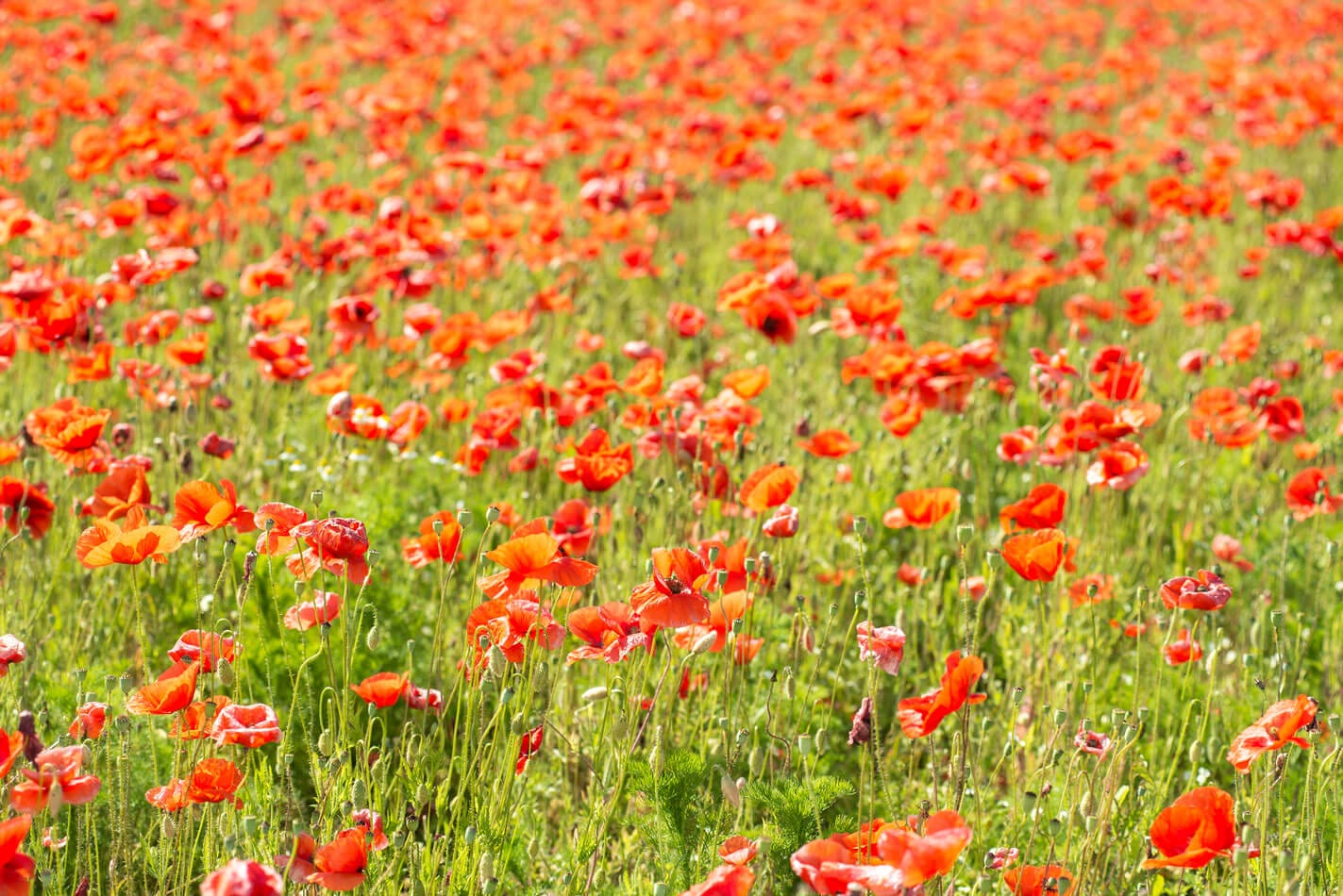 Infuso di papavero rosso, una bevanda naturale per il relax