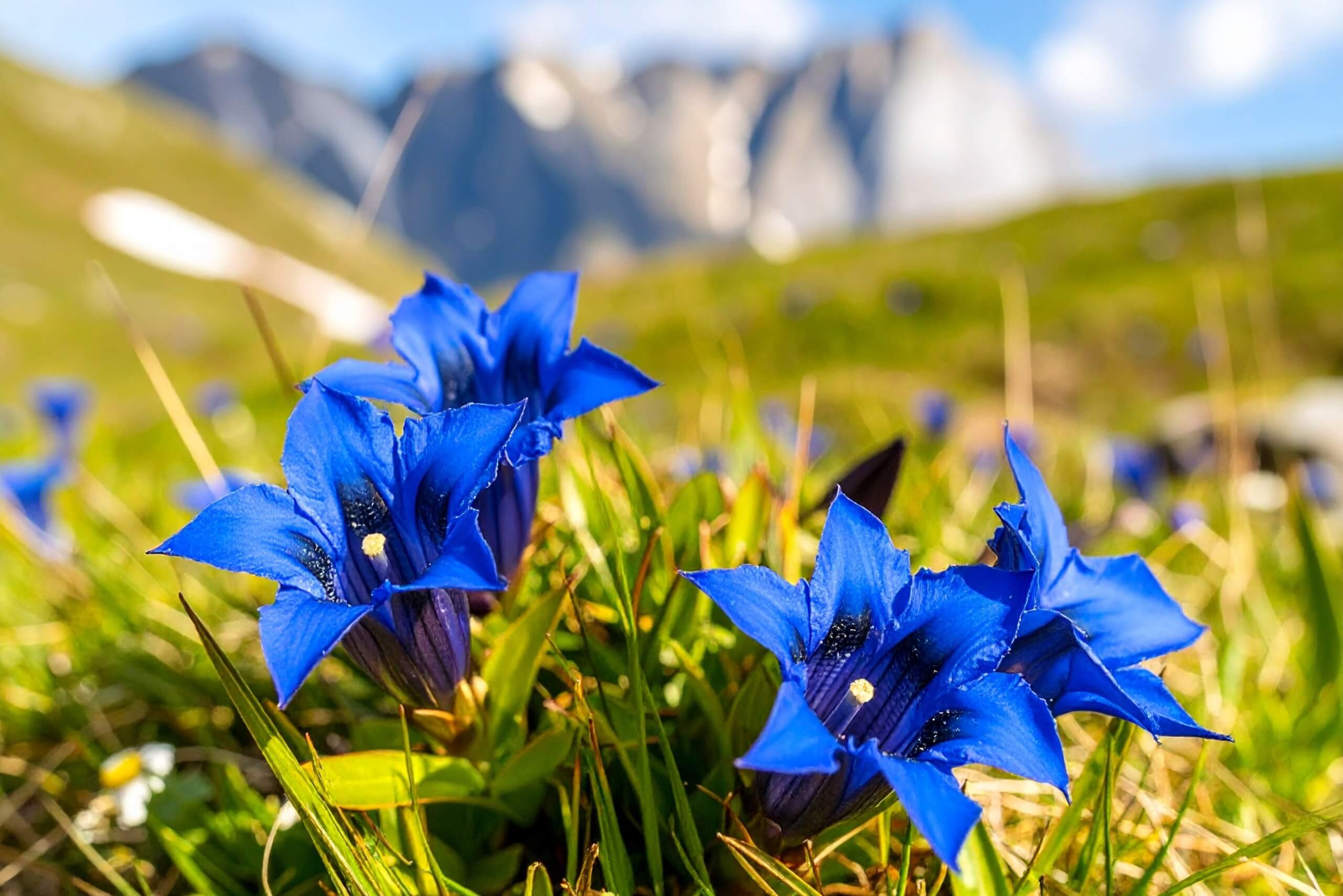 Liquore alla genziana: ricetta digestiva con fiori o radici
